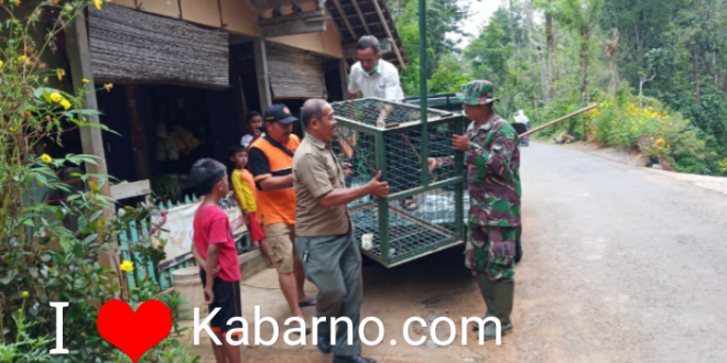 Monyet Ekor Panjang bikin resah warga Kebonharjo, Samigaluh – Kabarno Monyet Ekor Panjang bikin resah warga Kebonharjo, Samigaluh – Kabarno